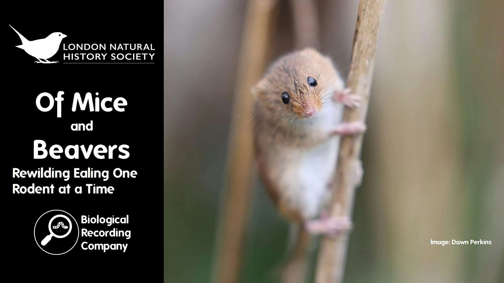 Harvest Mice – Ealing Wildlife Group