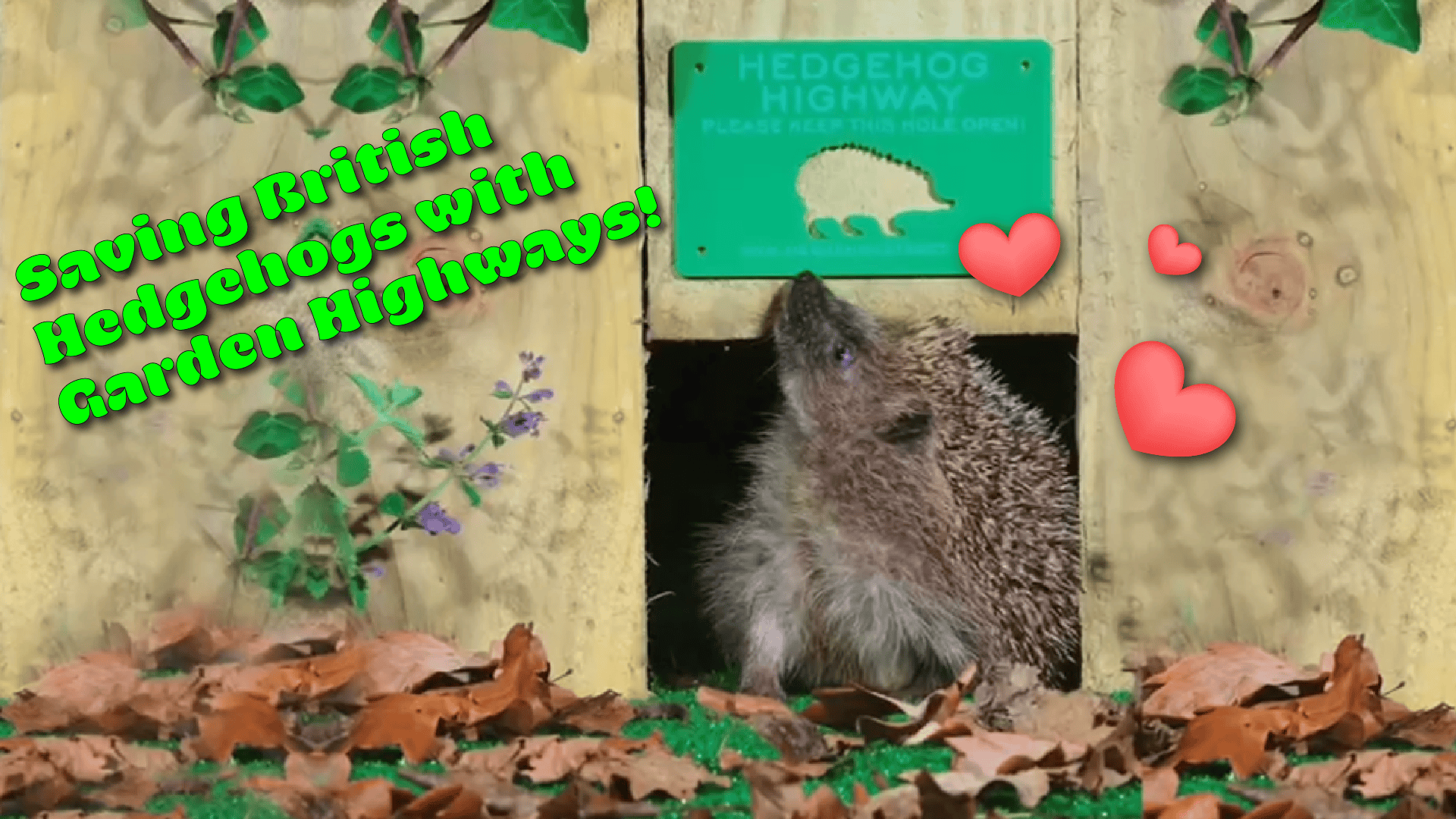 Ealing Wildlife Group