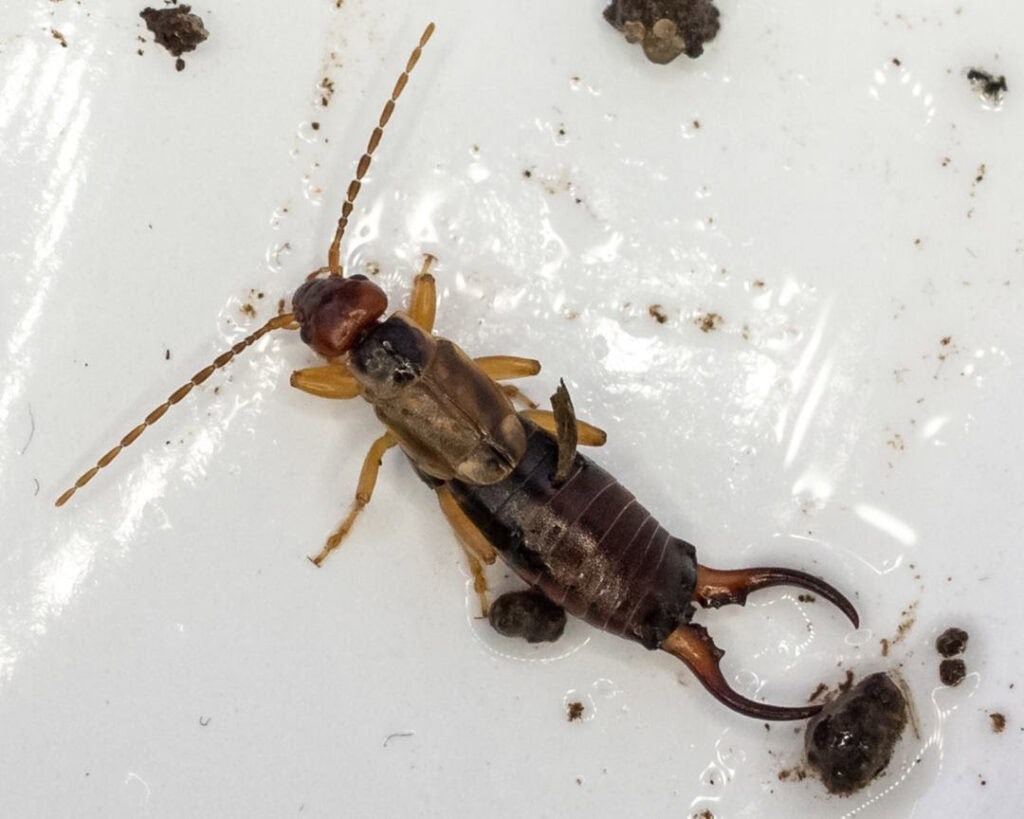 “Earwigging for Beginners” – Ealing Wildlife Group