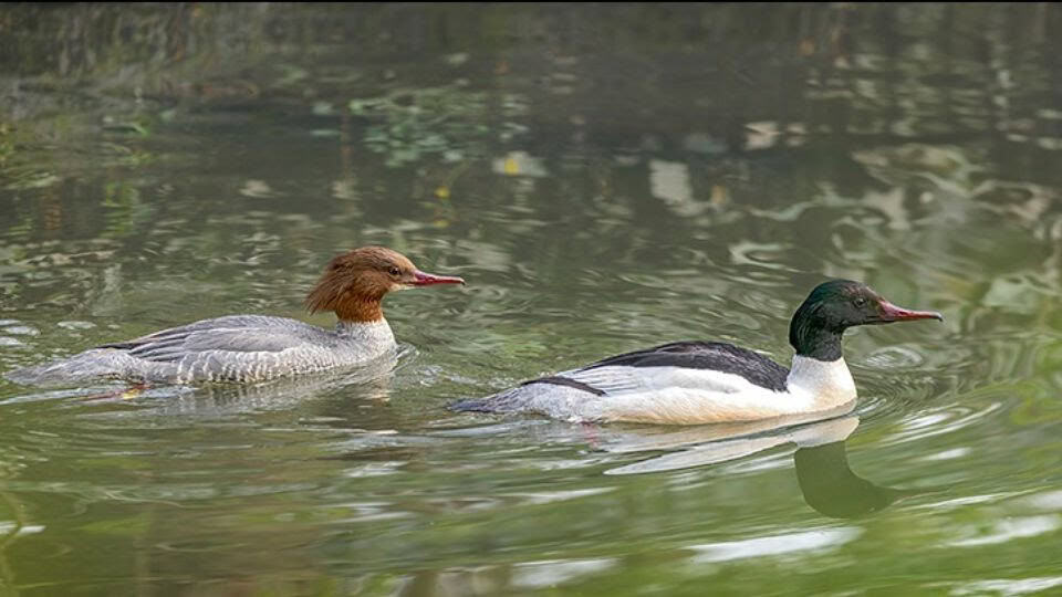 Warren Farm Nature Reserve – Ealing Wildlife Group