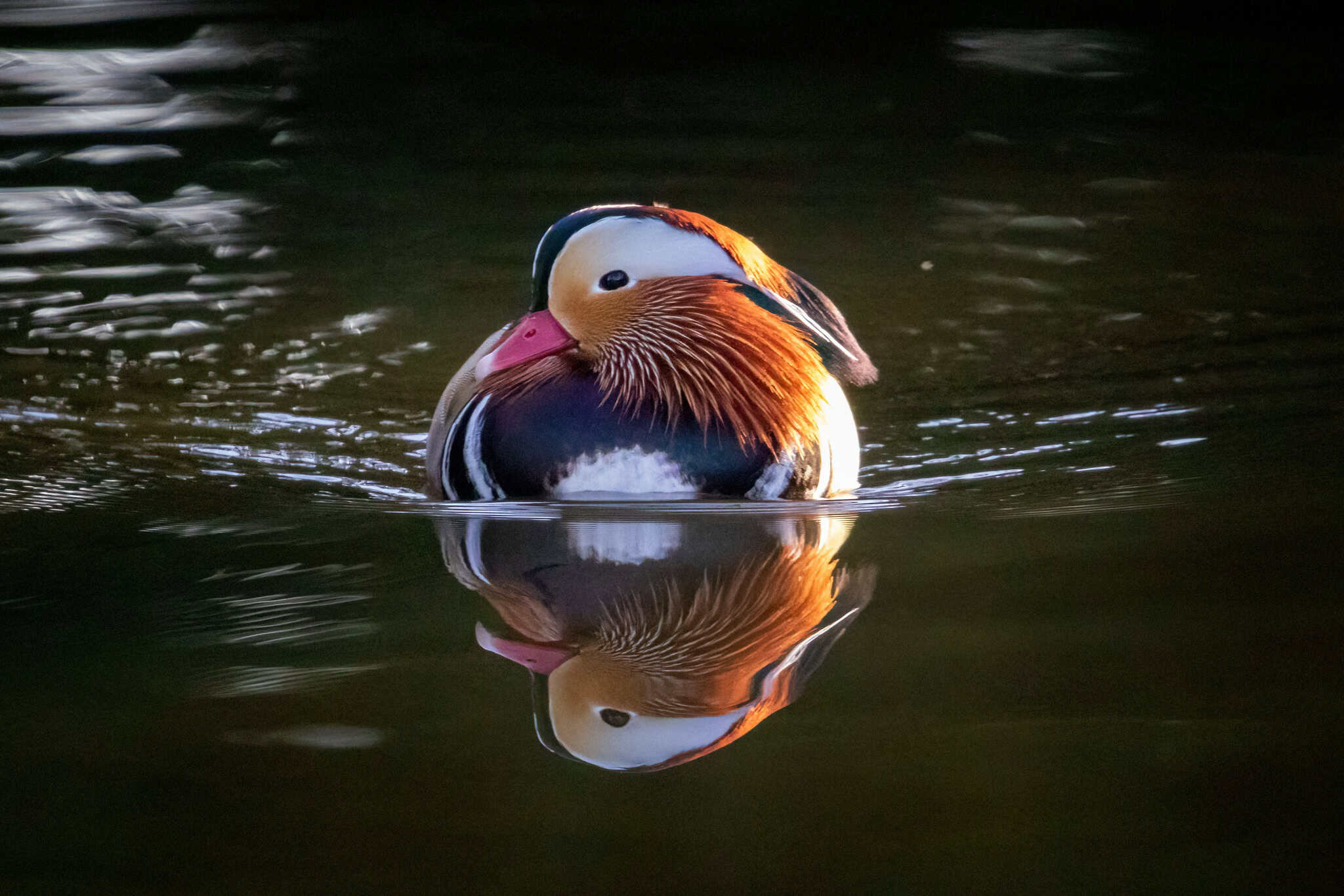 Ealing Wildlife Group