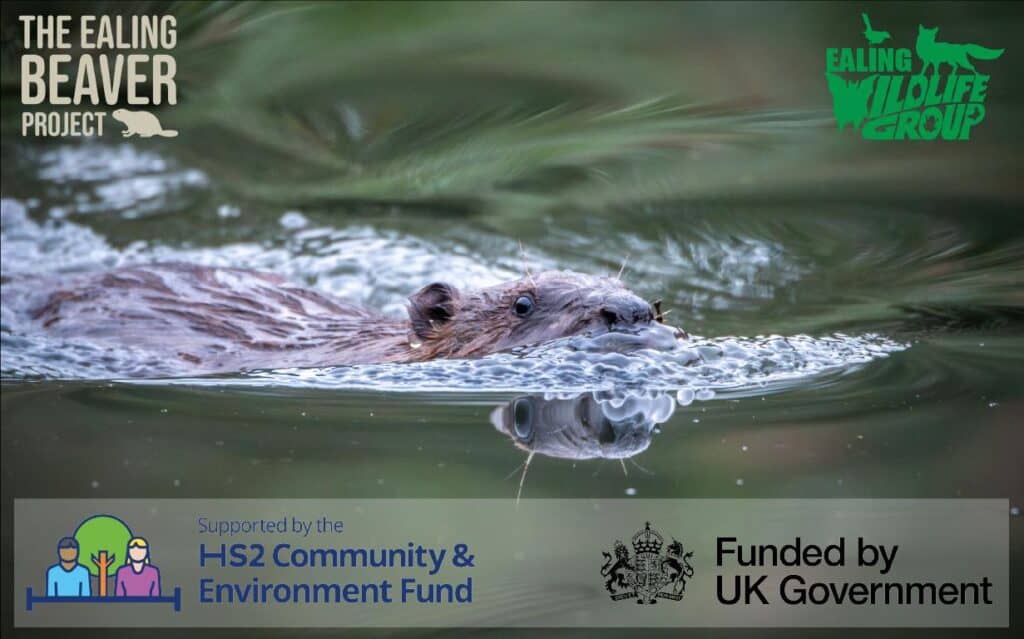 Bringing Beavers Back to London – Ealing Wildlife Group