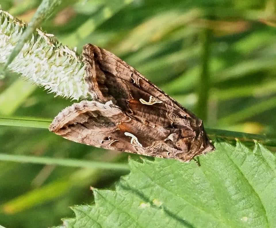 Paradise Fields – Ealing Wildlife Group