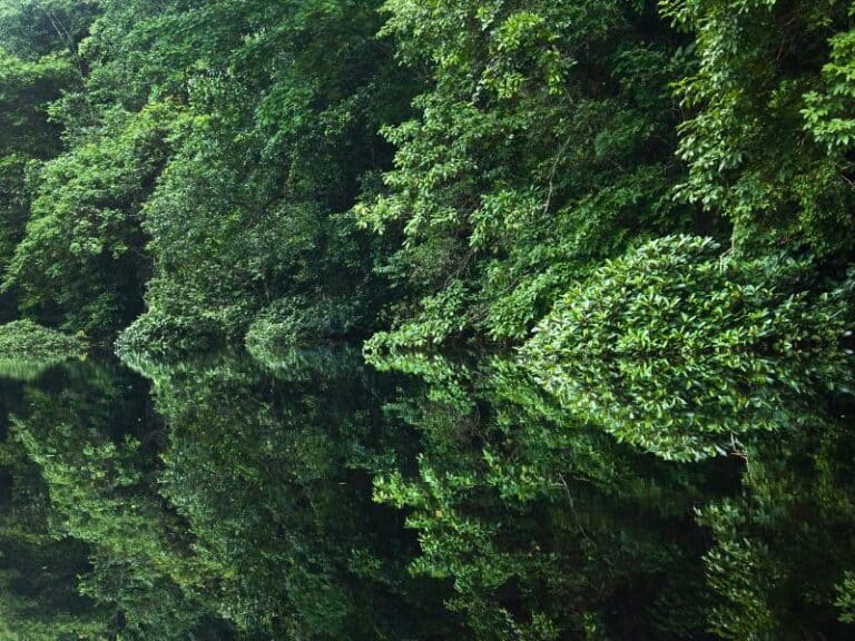 10 Interesting Facts About Gabon: Africa's Green Heart