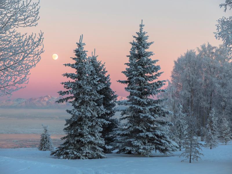 50 Fun Facts About January: A Frosty Start to the New Year