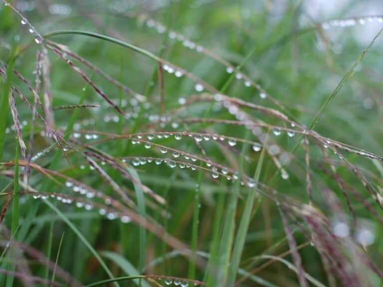 20 Facts About Condensation: Nature's Phase-Changing Wonder