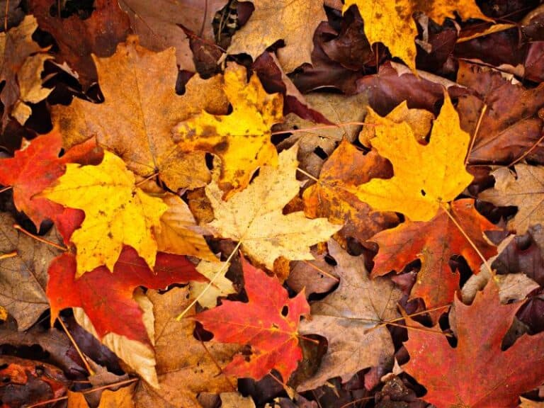 25 Fabulous Facts About Fall: The Season of Change