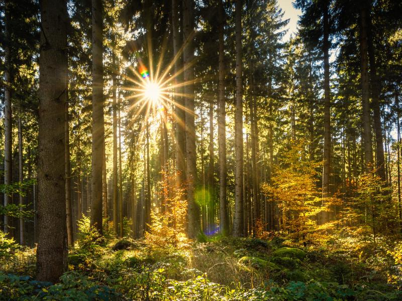 25 Fun Facts About Spring: The Season of Renewal