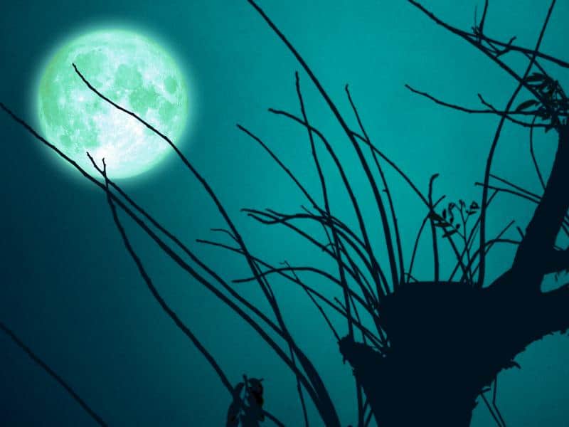 50 Fun Facts About November: A Month of Transition