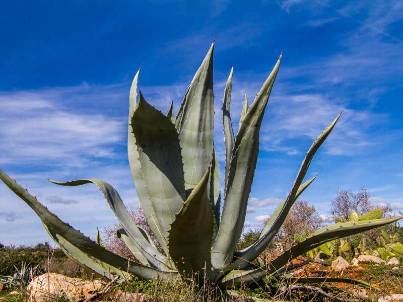 10 Interesting Facts About Flowers: Nature's Masterpieces