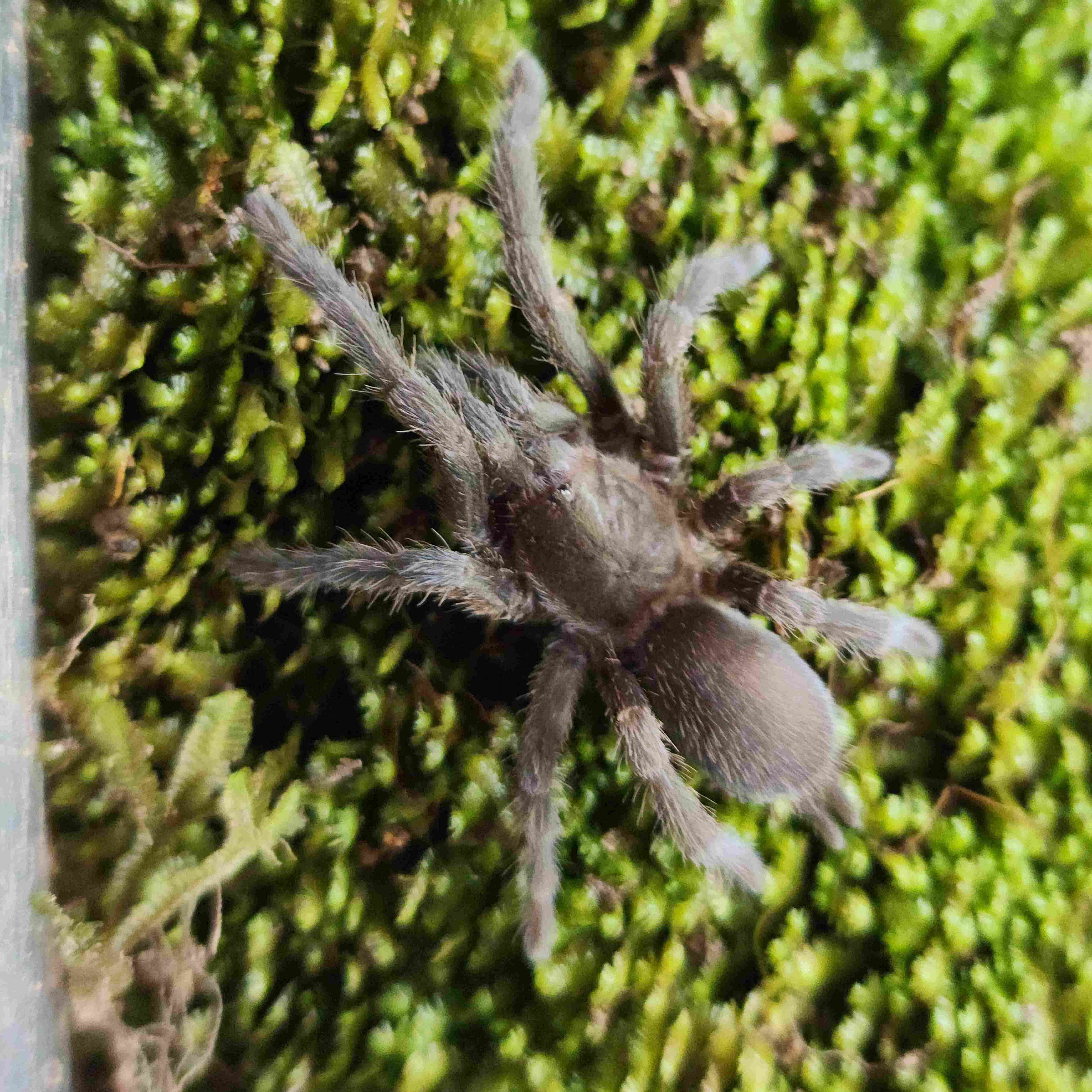 Phlogius Rubiseta Australian Tarantula | Australian Invertebrates