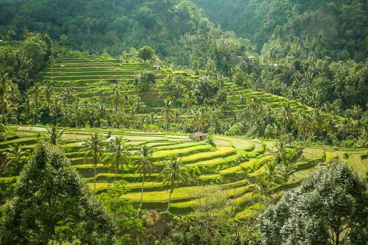 Buda's Homestay Lemukih | Experience the heart of Bali