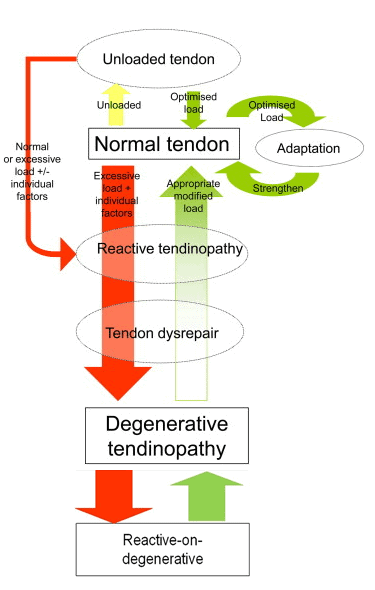WHAT IS A TENDINOPATHY? - Coastal Physiotherapy