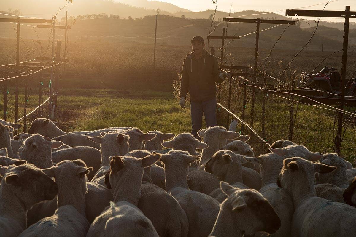 Hidden Powers of a Sheep - How Wool can help saving the Environment