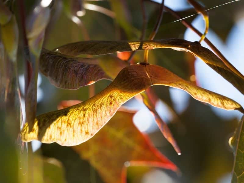 40+ Fun Facts about Maple Trees (and their tasty syrup!) - Fun World Facts