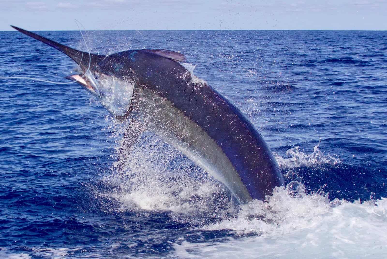 GranderWatch – Largest & Only Collection of Grander Billfish in the World