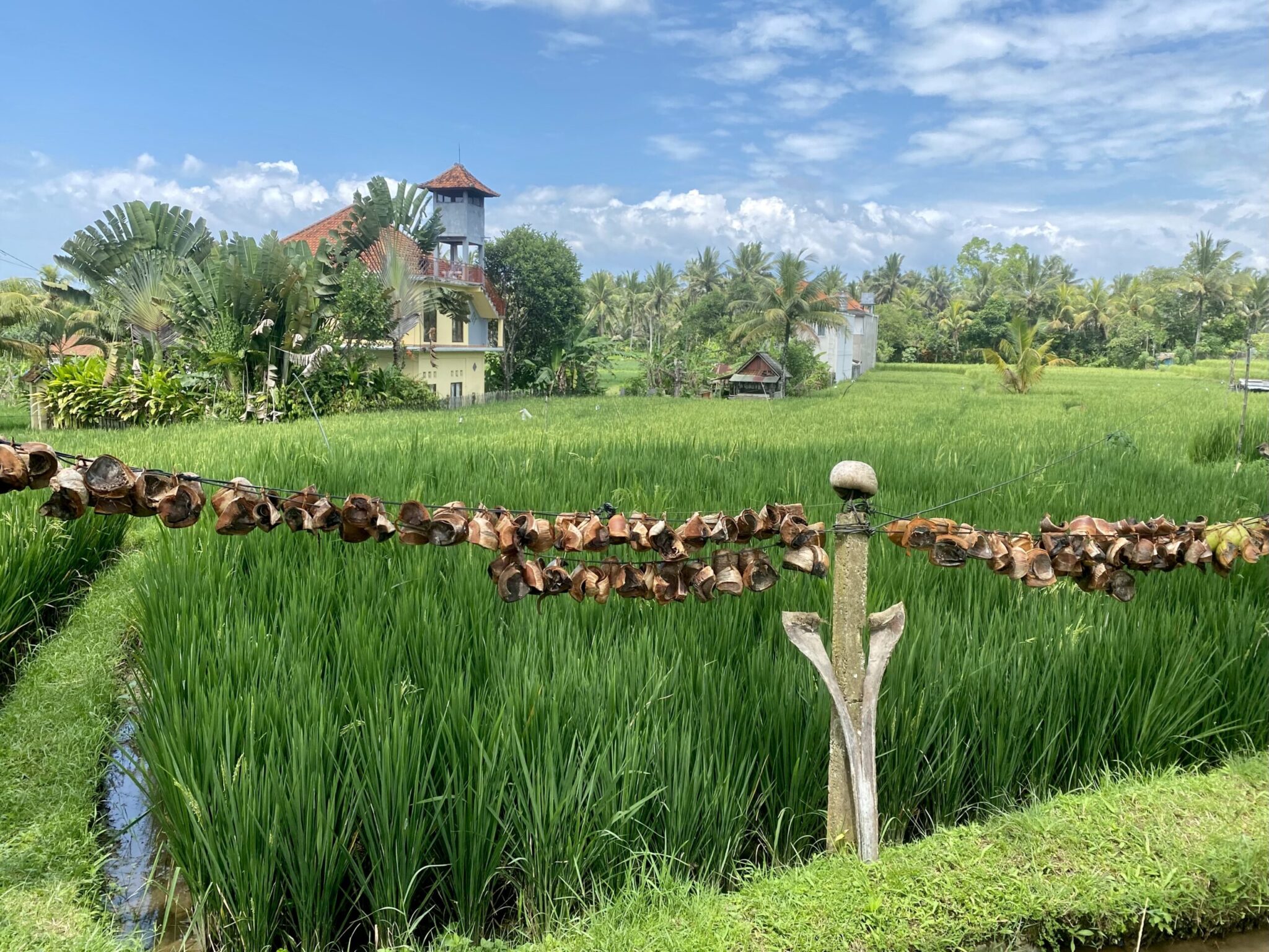 Top 4 Ubud Rice Fields Walks (Including Penestanen) • Gorgeous Unknown