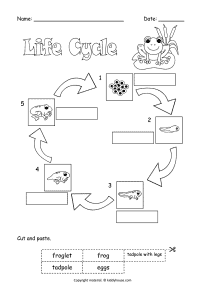 Life Cycle of a Frog Cut and Paste to Label | kiddyhouse.com