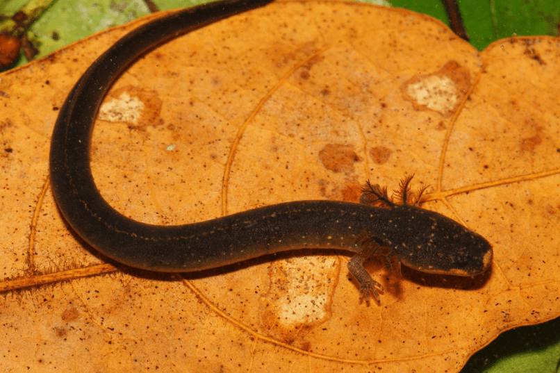 All About Salamander for Kids and Teachers