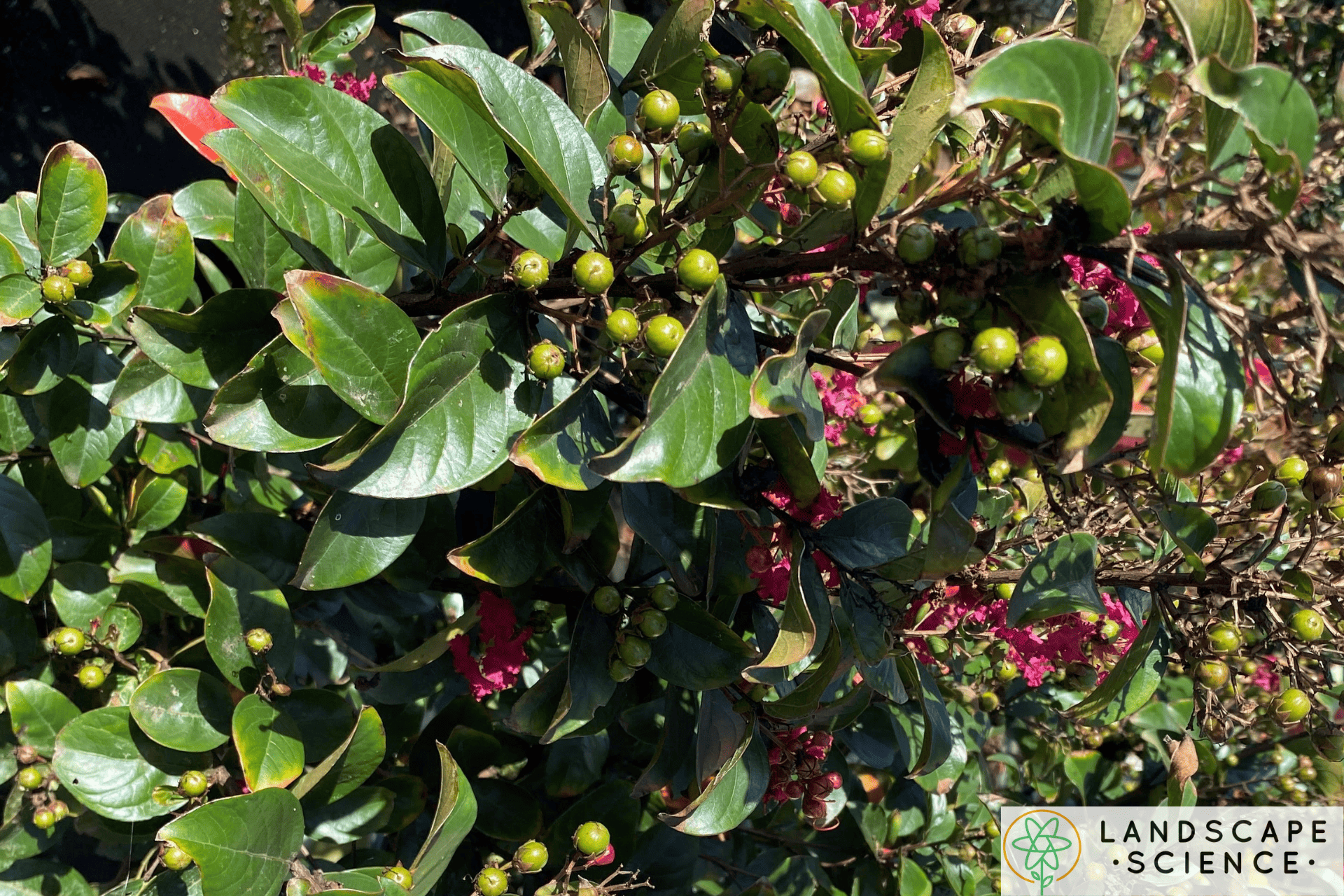 Are Crepe Myrtles Poisonous To Dogs? - Find Out Here...