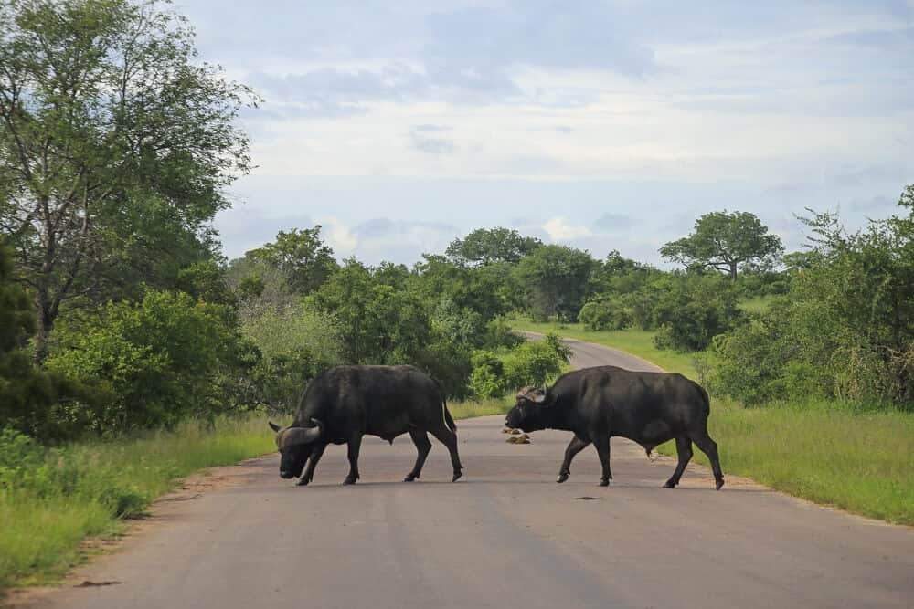 Kruger National Park in January: Photos, Tips, & Sightings