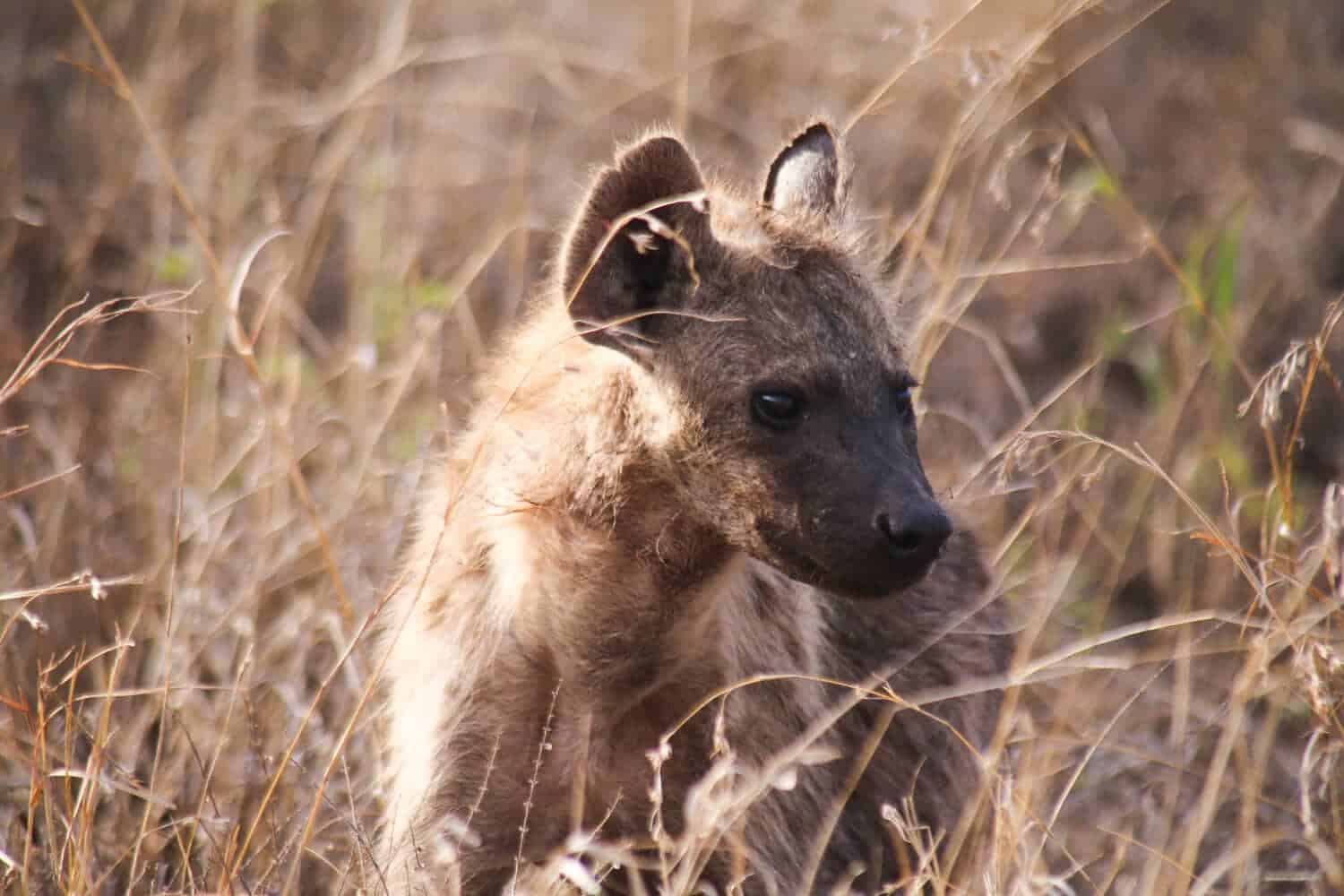 A Complete Guide to Visiting Kruger National Park, South Africa