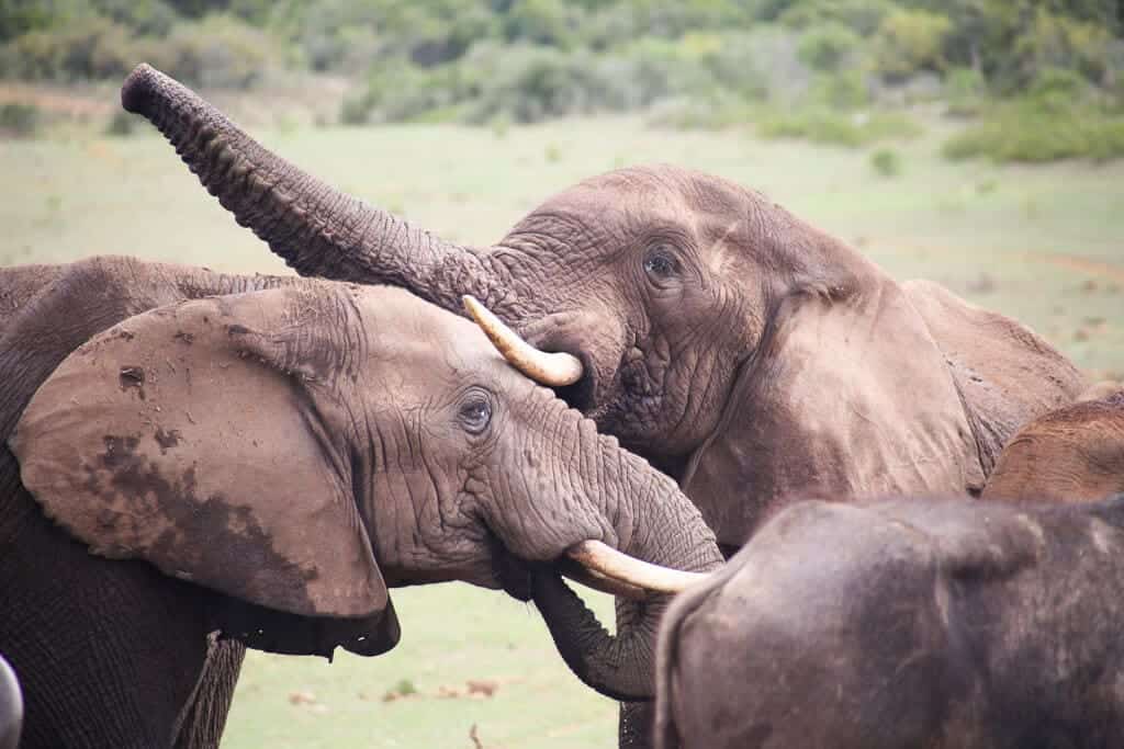 A Complete Guide to An Addo Elephant Park Safari