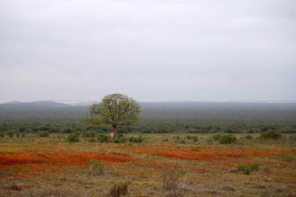 A Complete Guide to An Addo Elephant Park Safari