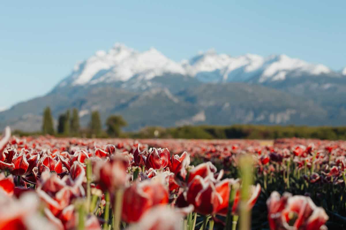 Things to do in Trevelin, Argentina: A Complete Travel Guide