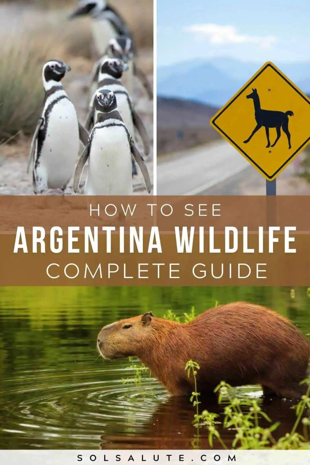 The 6 Best Places to See Wildlife in Argentina