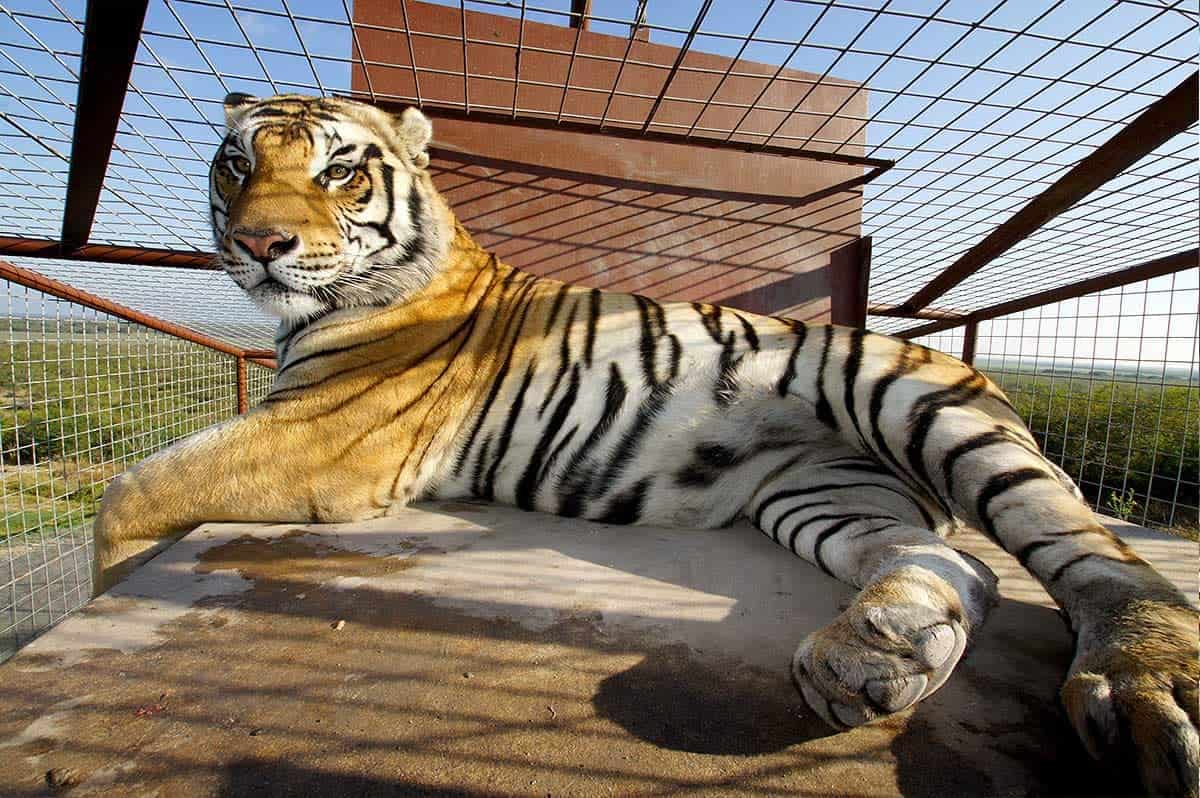 Texas Best Ranches | Exotic Game and Livestock Experts