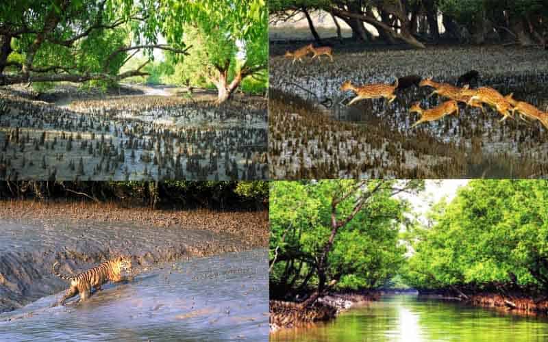 Biodiversity in the Sundarbans is in a great threat to face a massive ...