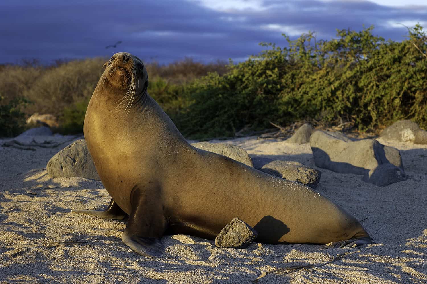 Galapagosøyene med fottur og øyhopping - Turbobla Adventure