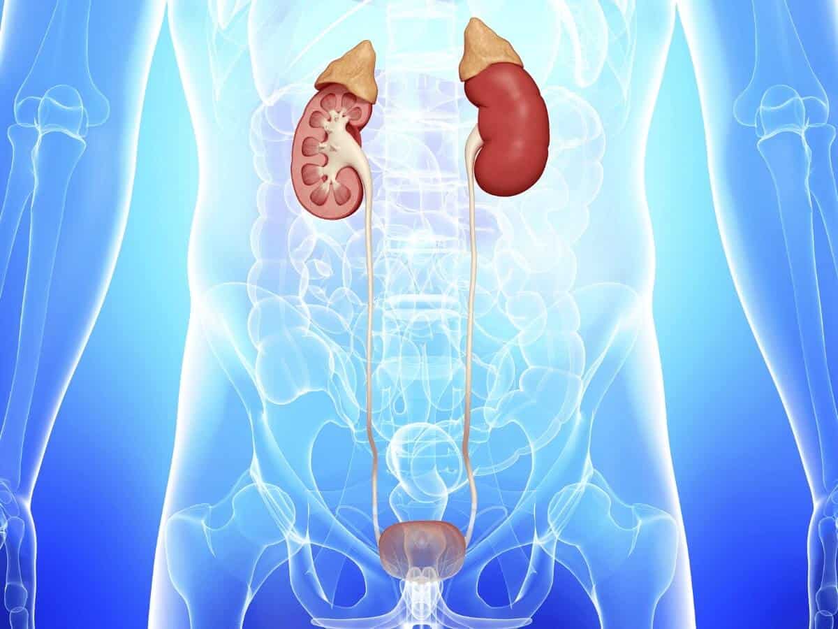 Spinal Cord Injury And UTI | Treating Urinary Tract Infections