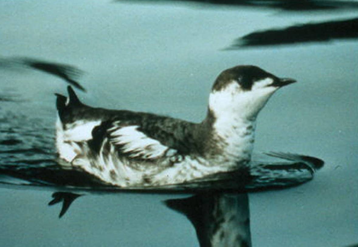 Marbled Murrelet