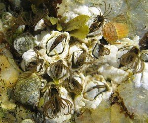 Striped Barnacle