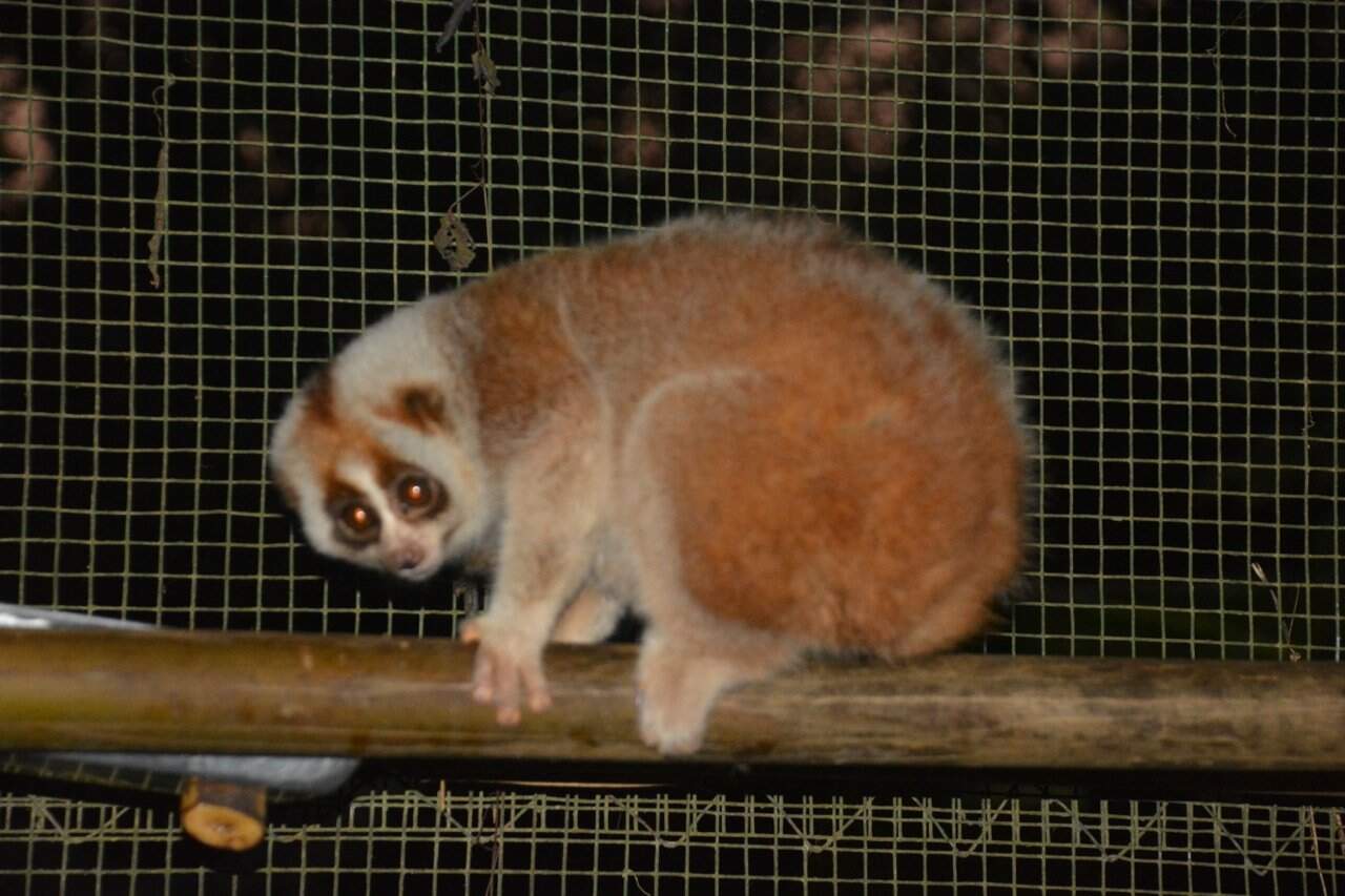 Langurs and Lorises: Endangered Primates in Vietnam