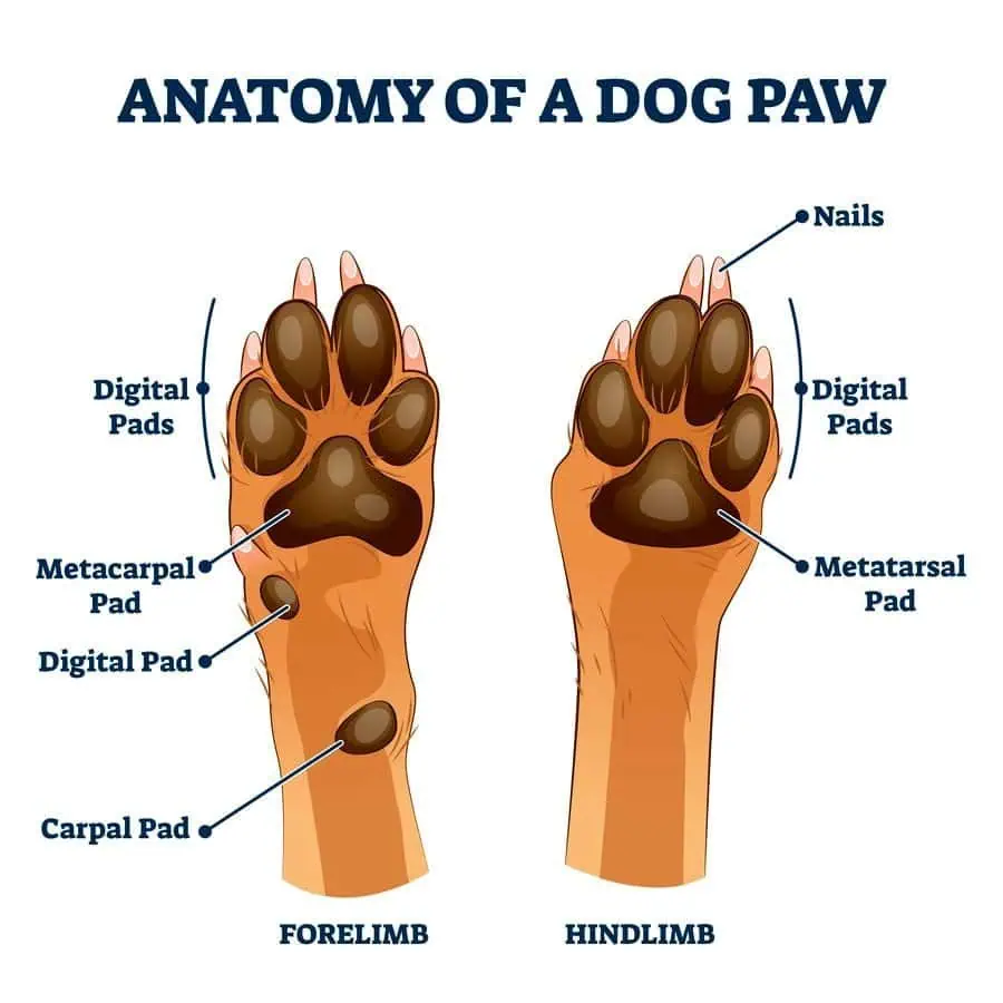 Tout savoir sur l'anatomie du chien