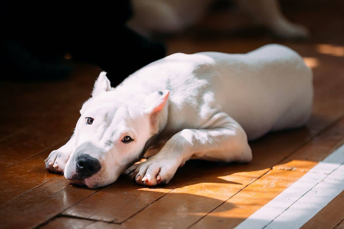 Le Dogue Argentin : tout savoir sur son prix, éducation, caractère et ...
