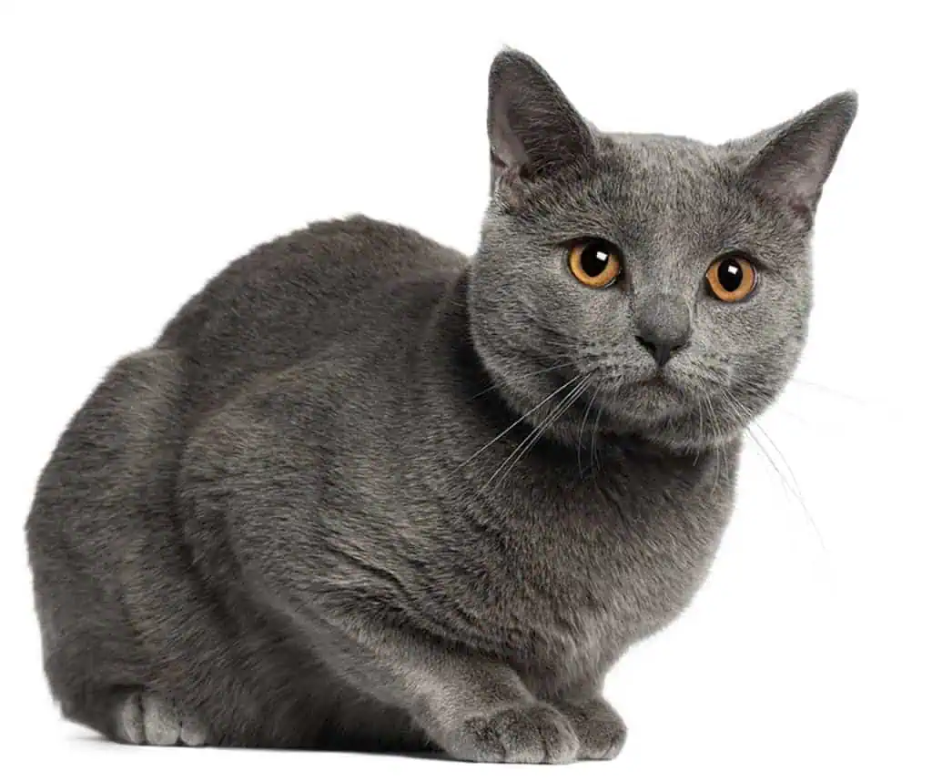 Race de chat Chartreux : caractère, histoire, prix, santé