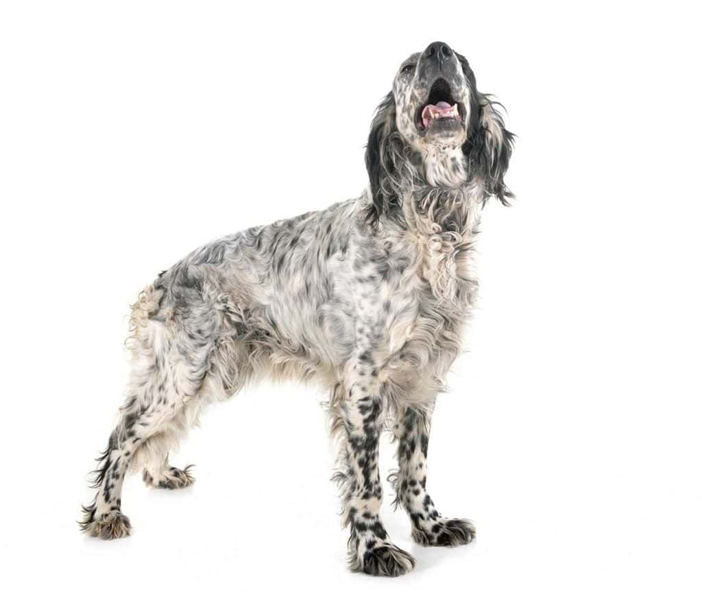 La race de chien Setter Anglais : prix, caractère, alimentation et ...