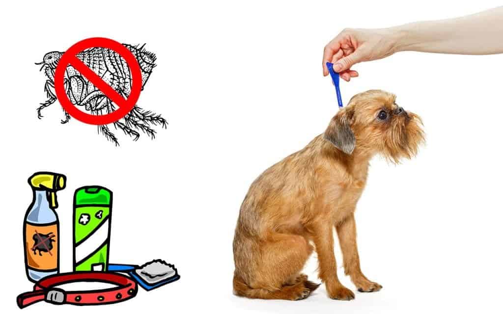 Comment éliminer les puces de votre chien - Rémi Guérin