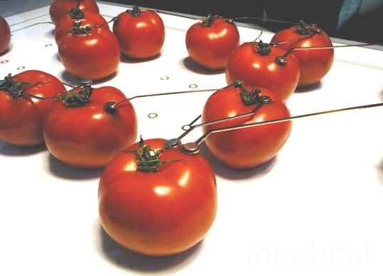 Cygalle Shapiro Creates LED Lamp Powered Organically... By Tomatoes ...