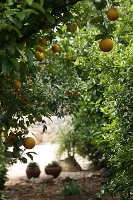 Great Examples Of ‘Hima’ Or Protected Areas In The Middle East – Green ...