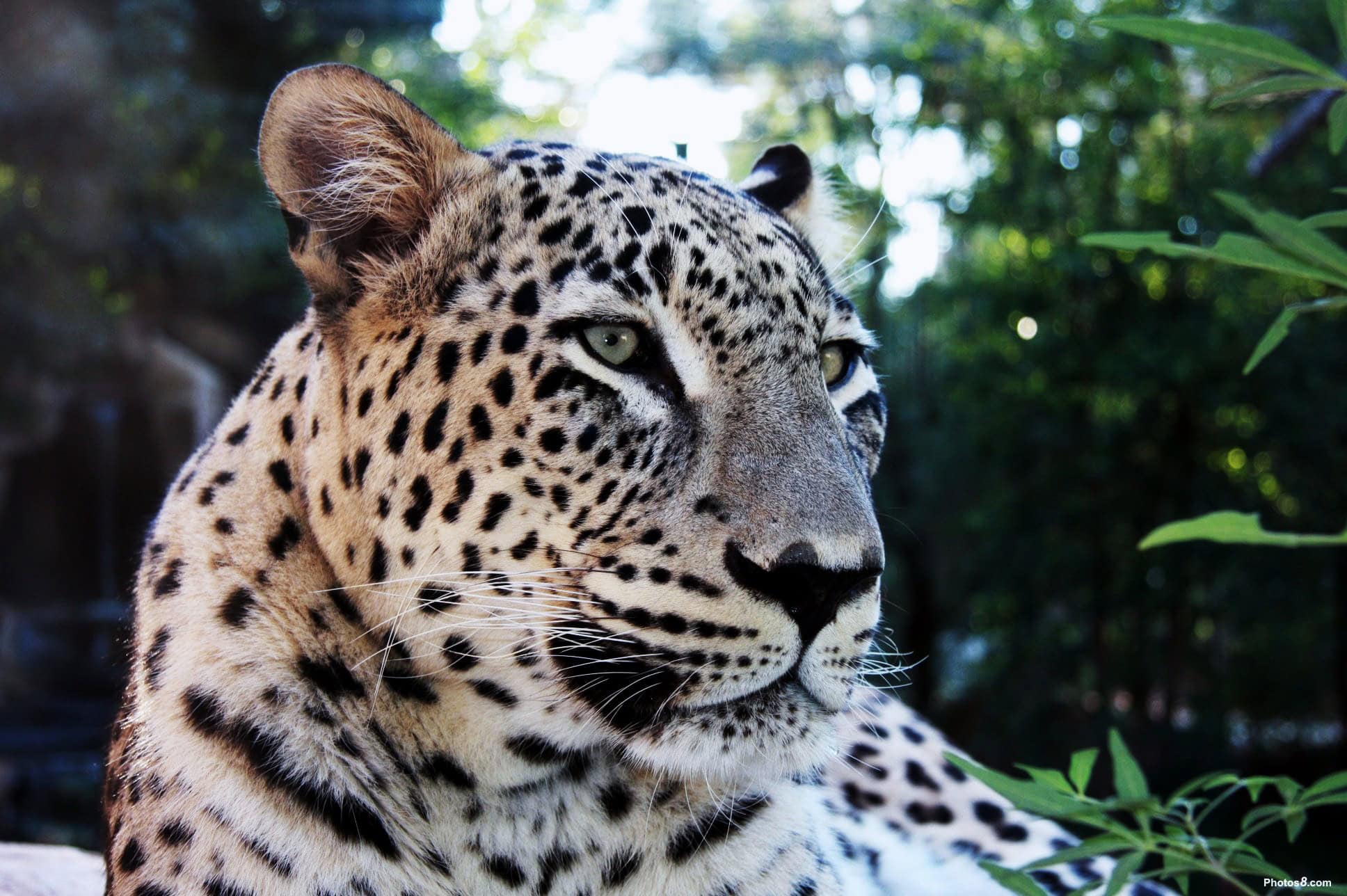 Where Have All The Iranian Leopards Gone? - Green Prophet