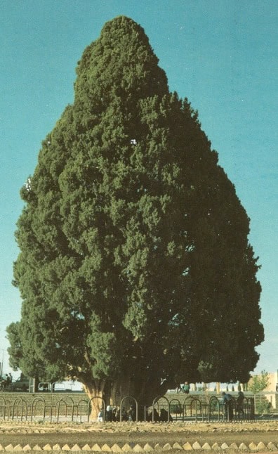 The Oldest Iranian Is Dying - Green Prophet