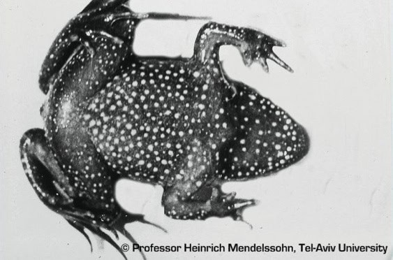 Extinct Hula Painted Frog Hops Back to Life - Green Prophet