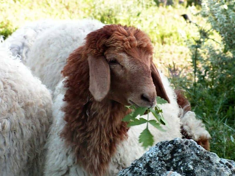 New DNA Test Spots Ewes That Get More Lambs for Their Bang - Green Prophet
