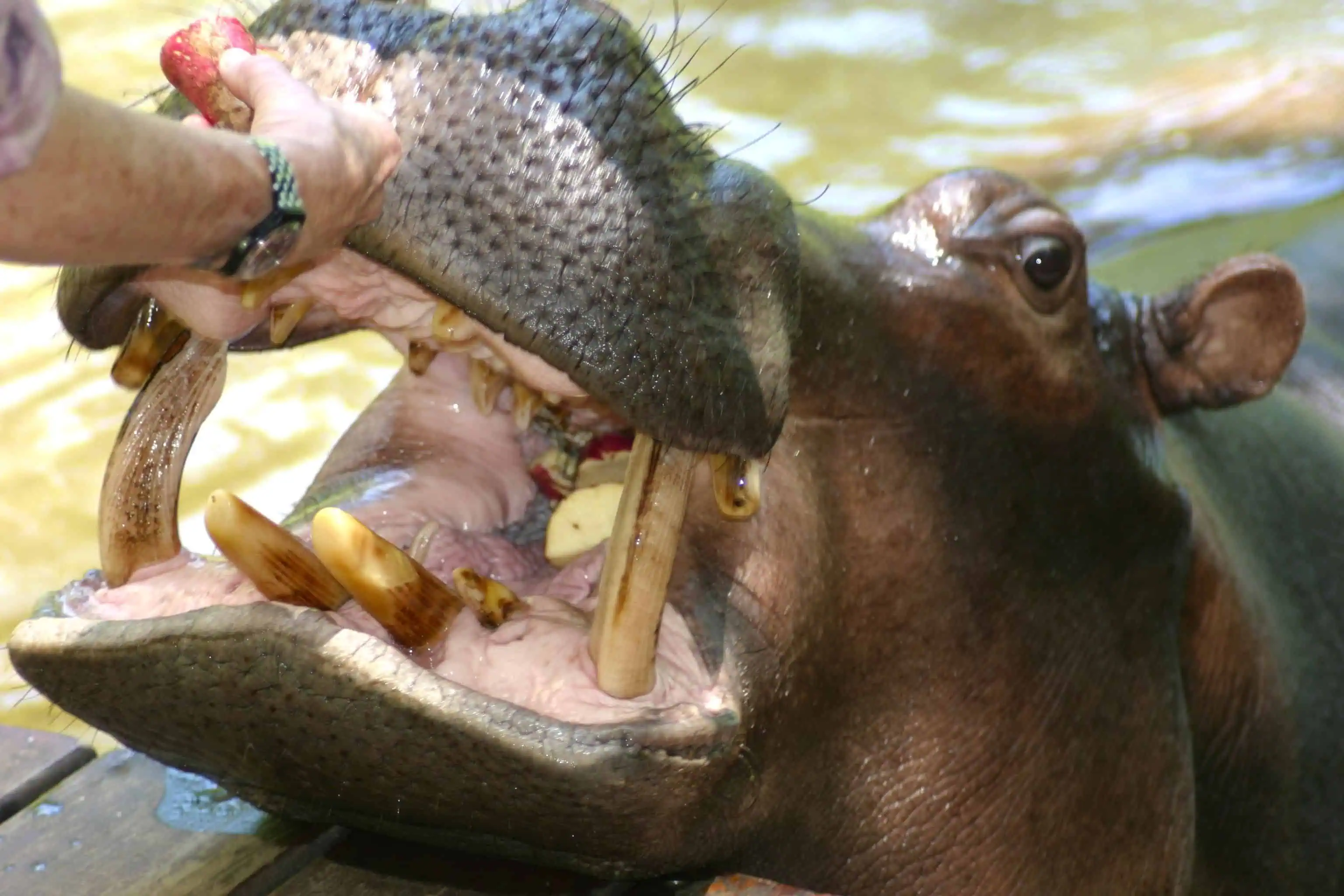 Jessica the Hippo Doesn't Know She is Africa's Most Dangerous Animal ...