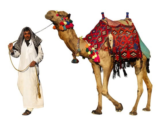World's First Genetically-Modified Camels in Dubai to Produce Medicine ...